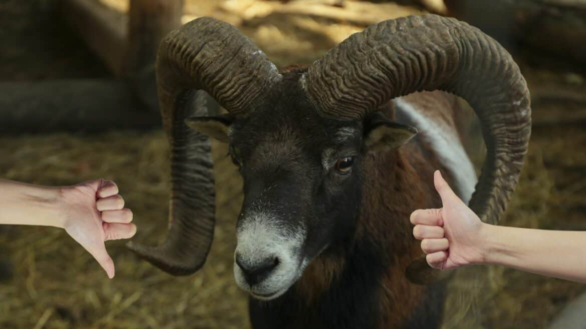 Ariete il tuo più grande difetto è la tua più grande forza